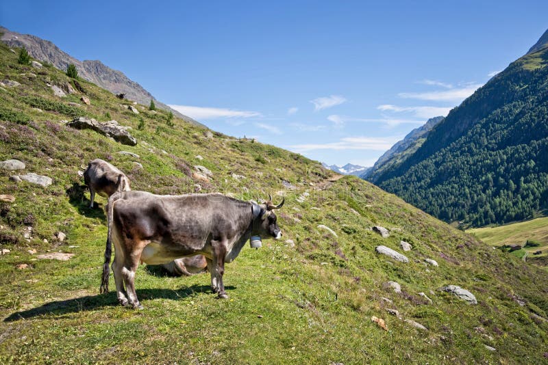 Tyrol Grey or Tyrolean Grey Alpine Cattle, Milk Cows on Pasture Stock ...