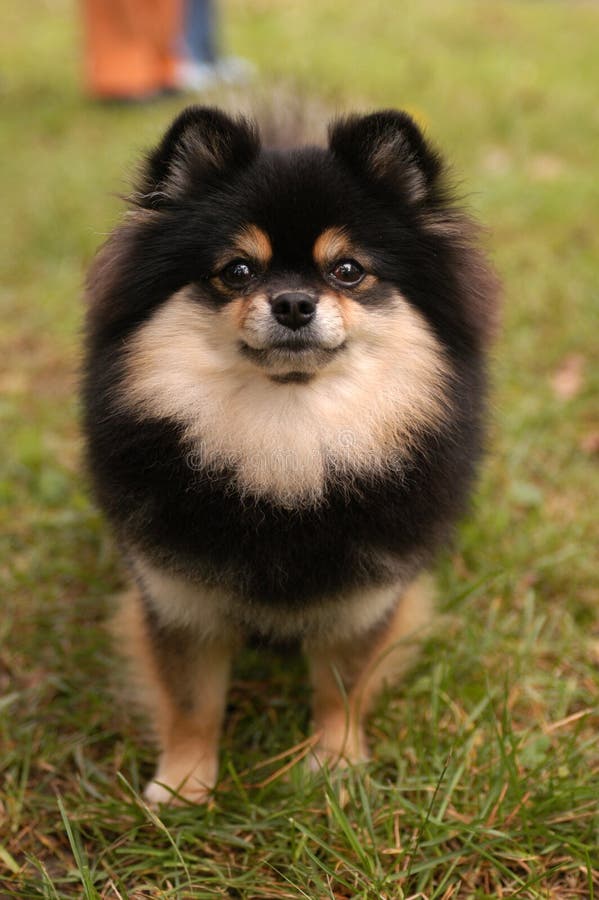 Spitz fotografering för bildbyråer. Bild av lawn, park - 21745205