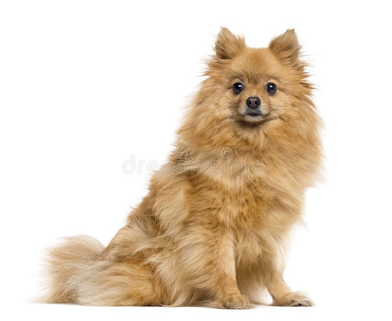 HundtyskSpitz arkivfoto. Bild av spets, titta, tysk, hund - 94942950