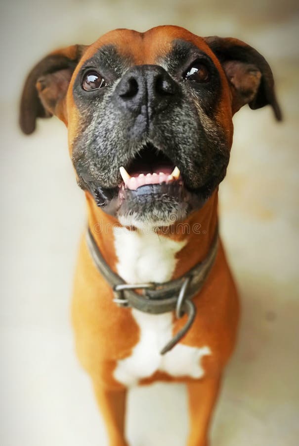 Tyson Boxer Friendly Smile Dog Stock Image - Image of retriever, mammal ...