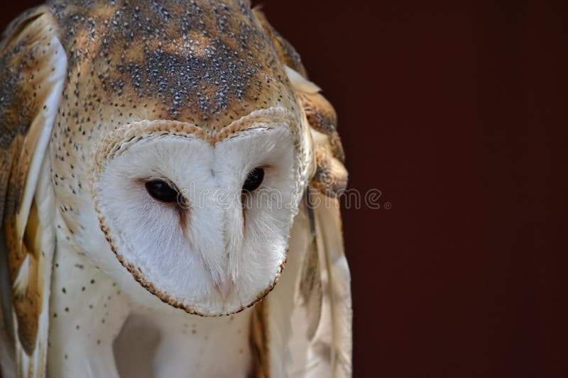 Tyto Alba foto de archivo. Imagen de estados, espacio - 71649810