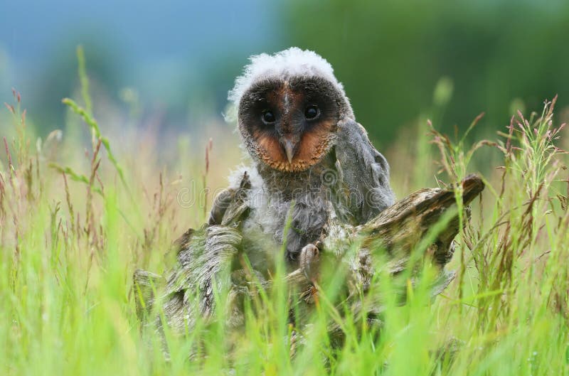 Feo Fotos De Stock - Download 44,926 Fotos Libres de Derechos