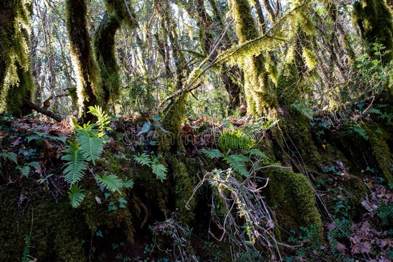 4,197 Epirus Forest Stock Photos - Free & Royalty-Free Stock Photos ...