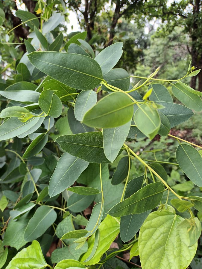 K Liptus Stock Photos - Free & Royalty-Free Stock Photos from Dreamstime