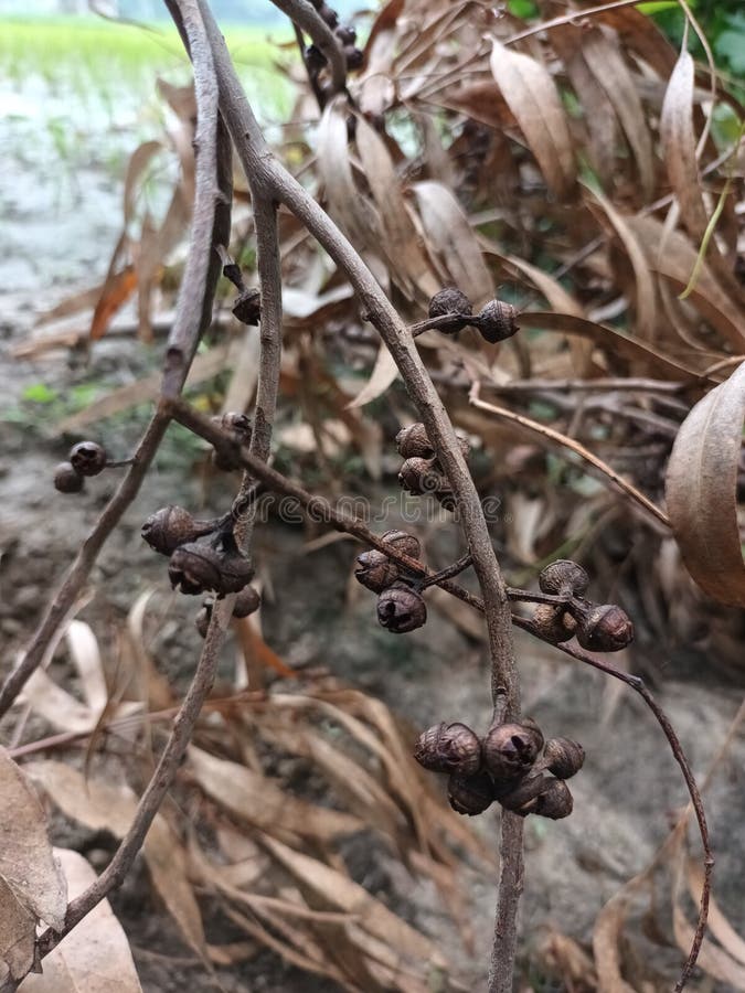 U k liptus seeds stock photo. Image of autumn, leaf - 252328270