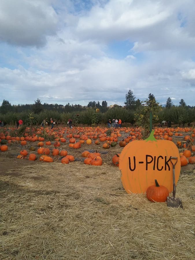 U pick pumpkin patch stock image. Image of sign, hand - 128792967
