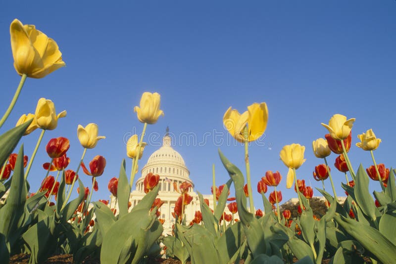 U.S Capitol Building with Tulips Stock Photo - Image of color, culture ...