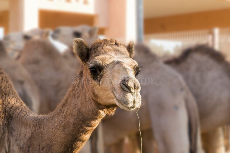 UAE - Al Ain - Camel Market - Close-up of a Camel in a Traditional ...