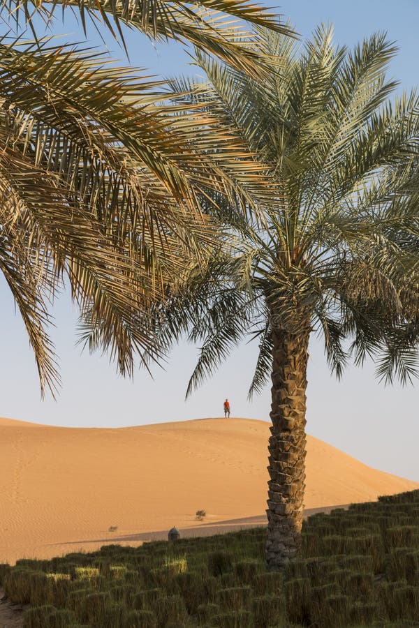 UAE - Liwa - Palm Tree Oasis Amid Golden Dunes Stock Image - Image of ...
