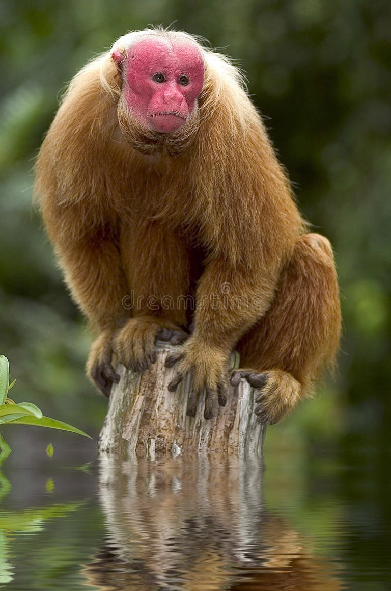 Bald Uakari Stock Photos - Free & Royalty-Free Stock Photos from Dreamstime