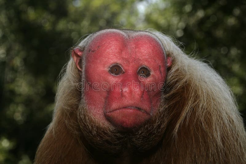 Uakari Monkey, Cacajao Calvus, Stock Photo - Image of calvus, primate ...