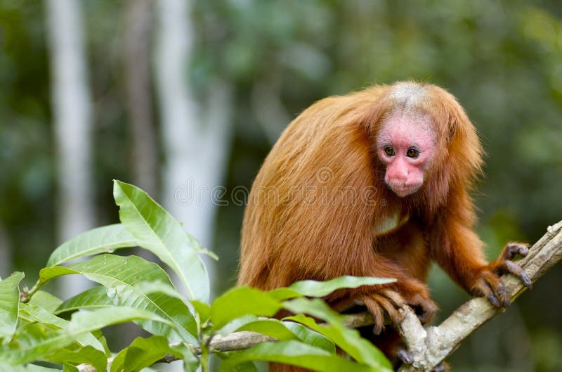 Uakaris Red Face Monkey in Peru Stock Photo - Image of uakaris, rain ...