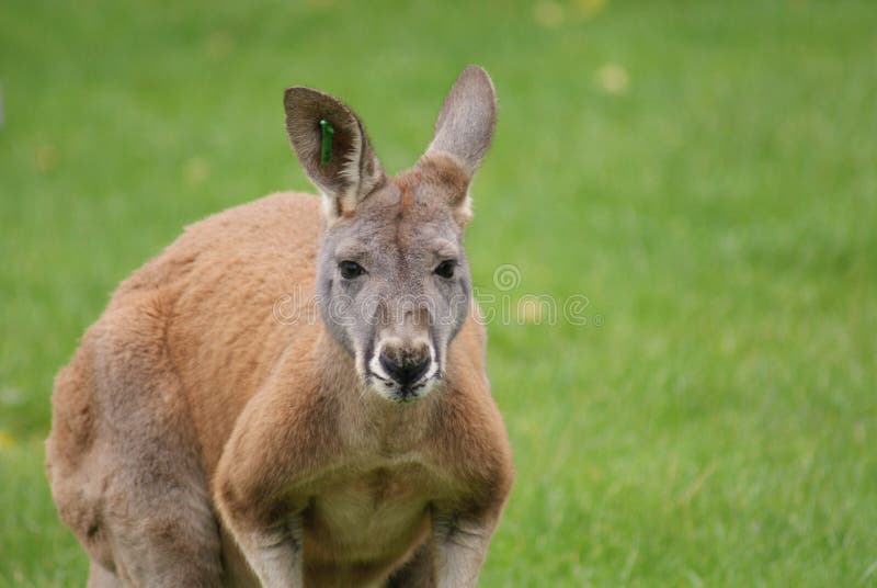 Ualabi ágil - Agilis Del Macropus Imagen de archivo - Imagen de salto ...