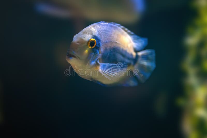 Uaru - Freshwater Fish stock photo. Image of global - 309612462