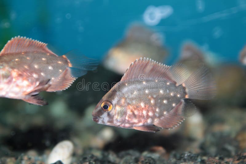 Triangle Cichlid Stock Photos - Free & Royalty-Free Stock Photos from ...