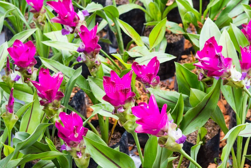 Sunrise Curcuma Stock Photos - Free & Royalty-Free Stock Photos from ...