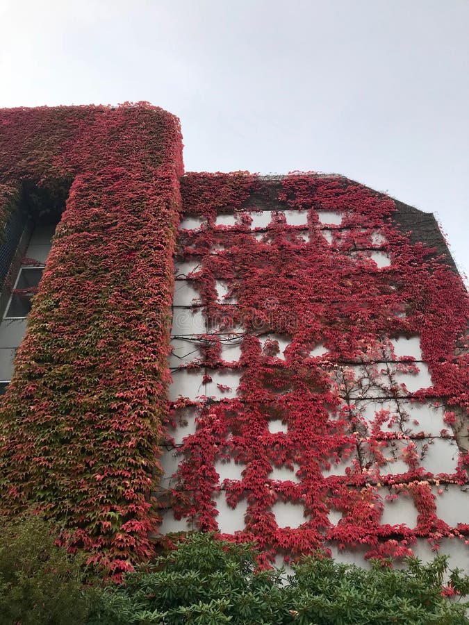 UBC in fall stock image. Image of cloud, fall, white - 128731675