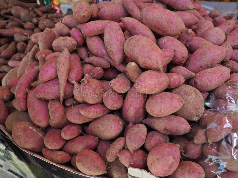 Ubi Keledek Cameron Highland Stock Image - Image of highland, cameron ...