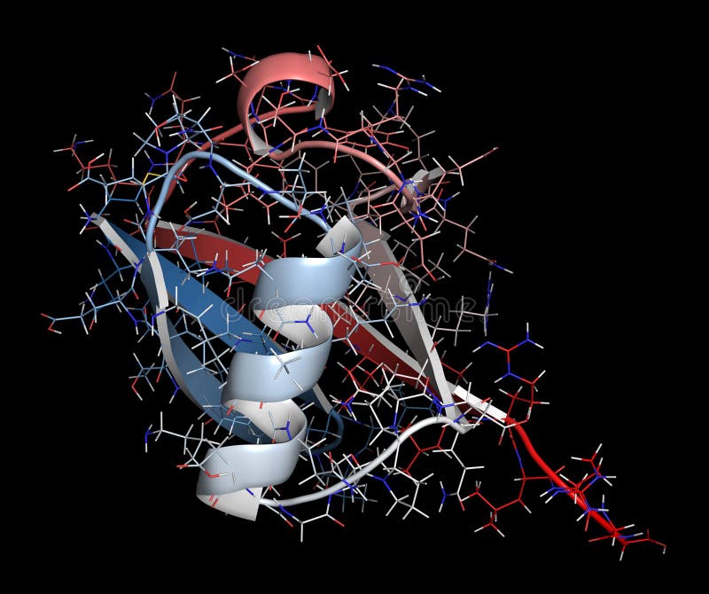 Ubiquitin Protein Molecule, 3D Rendering. Ubiquitin is a Molecular Tag ...