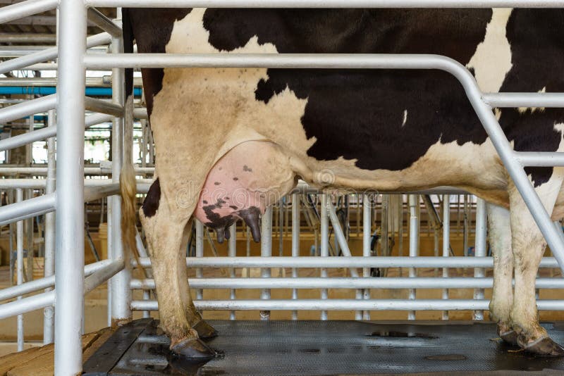 Ubre De La Vaca Antes De Ordeñar Foto de archivo - Imagen de hierba ...