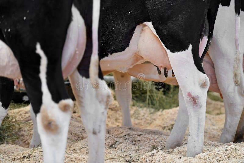 Ubre De La Vaca Lechera De Holstein Imagen de archivo - Imagen de ...