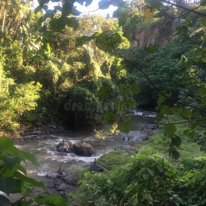 Ubud stock photo. Image of jungle, river, bali, ubud - 116505892