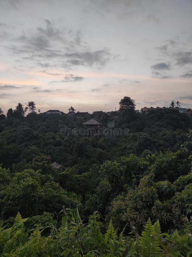 Ubud bali, forest stock photo. Image of sunlight, forest - 233170098