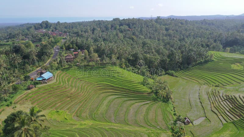 Ubud Bali Rice Fields Indonesia Stock Photo - Image of environment ...