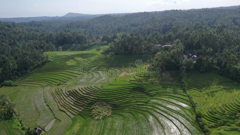 Ubud Bali Rice Fields Indonesia Stock Image - Image of mountain, growth ...