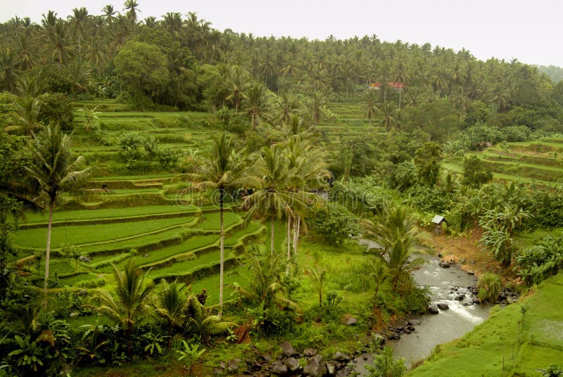 Ubud, Bali Rice Terraces stock photo. Image of asia, bali - 45107852