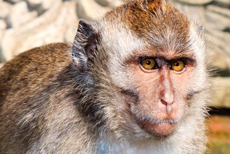 Ubud Monkey stock image. Image of coconut, animal, macaque - 53379129
