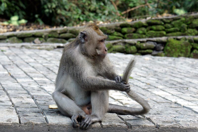 Ubud Monkey on the Floor Playing Stock Image - Image of playing, tail ...