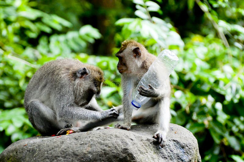 Ubud Monkey Forest stock photo. Image of bali, ubud - 121332748