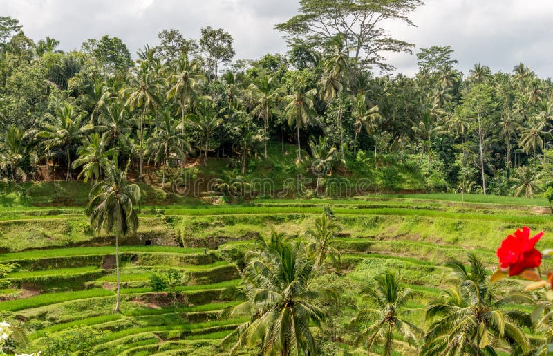 Ubud rice paddy fields stock image. Image of tree, flower - 75693393