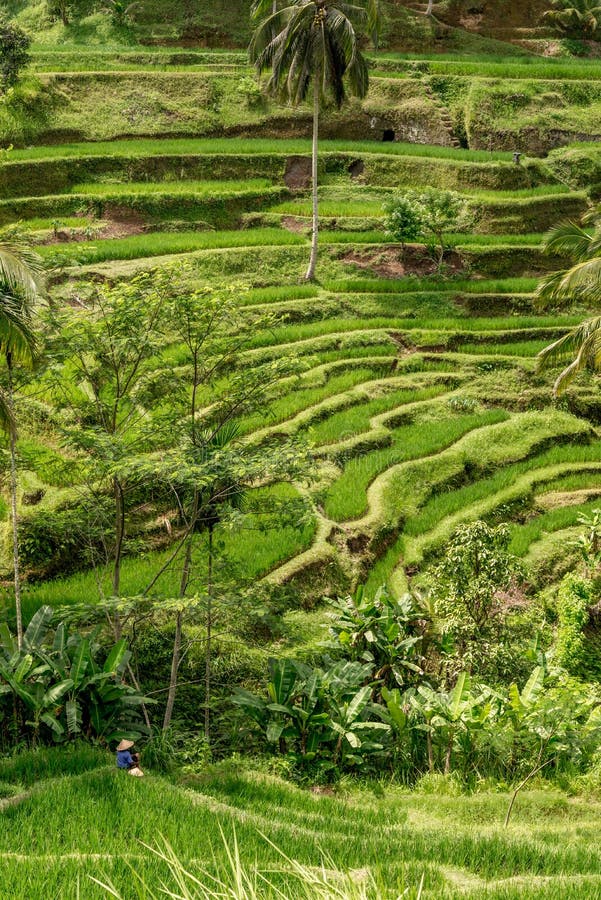 Ubud rice paddy fields stock photo. Image of paddy, terraces - 75731394