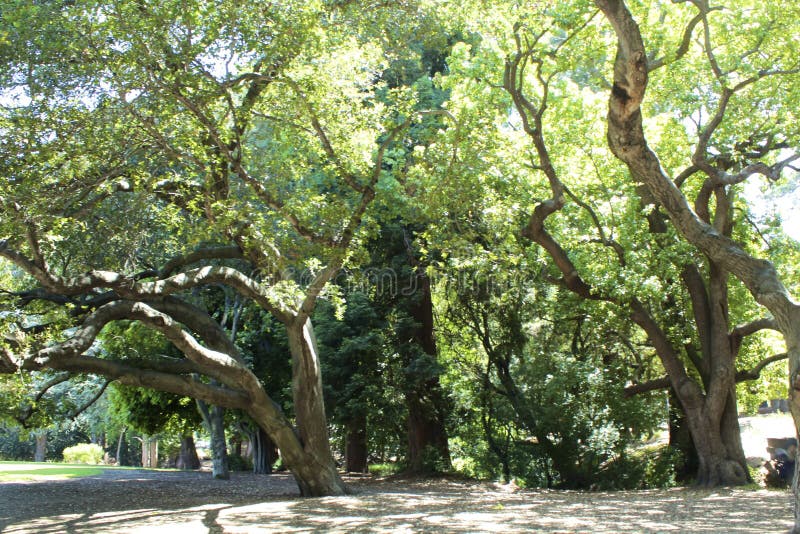 UC Berkeley campus stock photo. Image of rest, green - 42000104