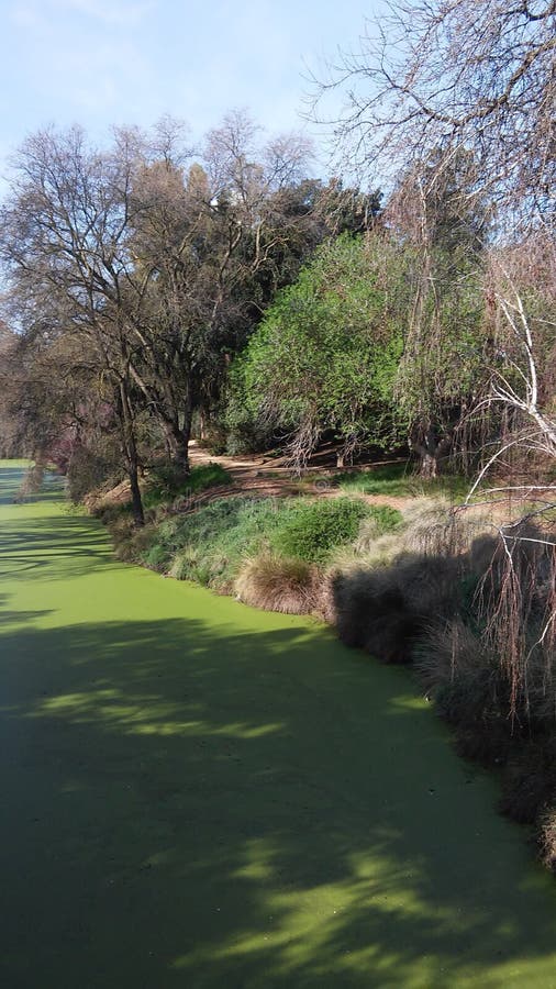 UC Davis stock photo. Image of green, river, trees, nature - 94640862