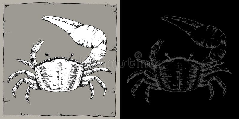 UCA fiddler crab stock vector. Illustration of handmade - 108399201