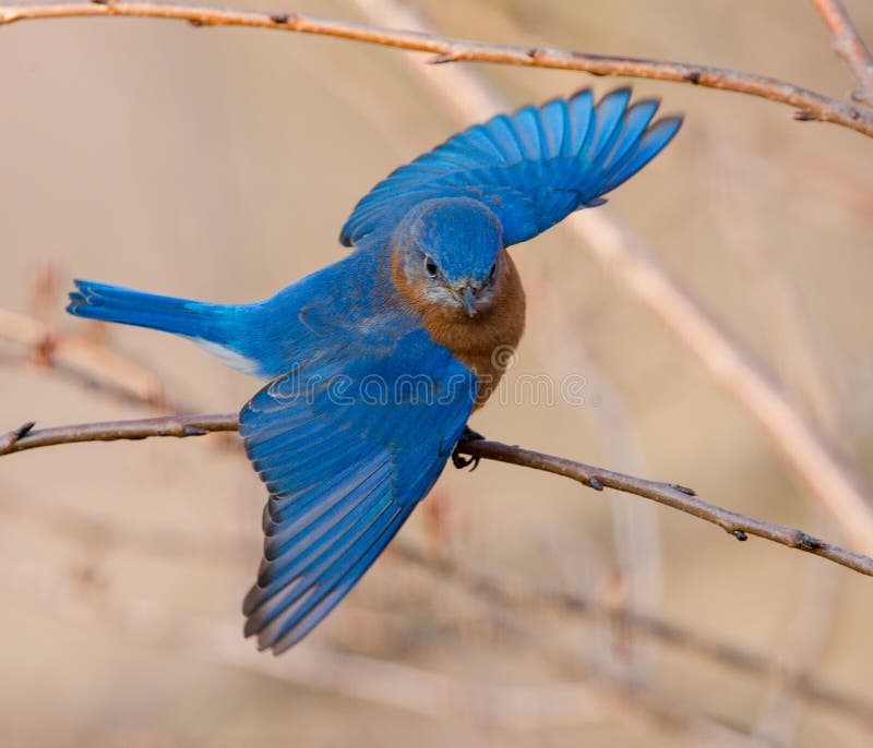 Uccellino Azzurro Orientale Fotografia Stock - Immagine di piccolo ...