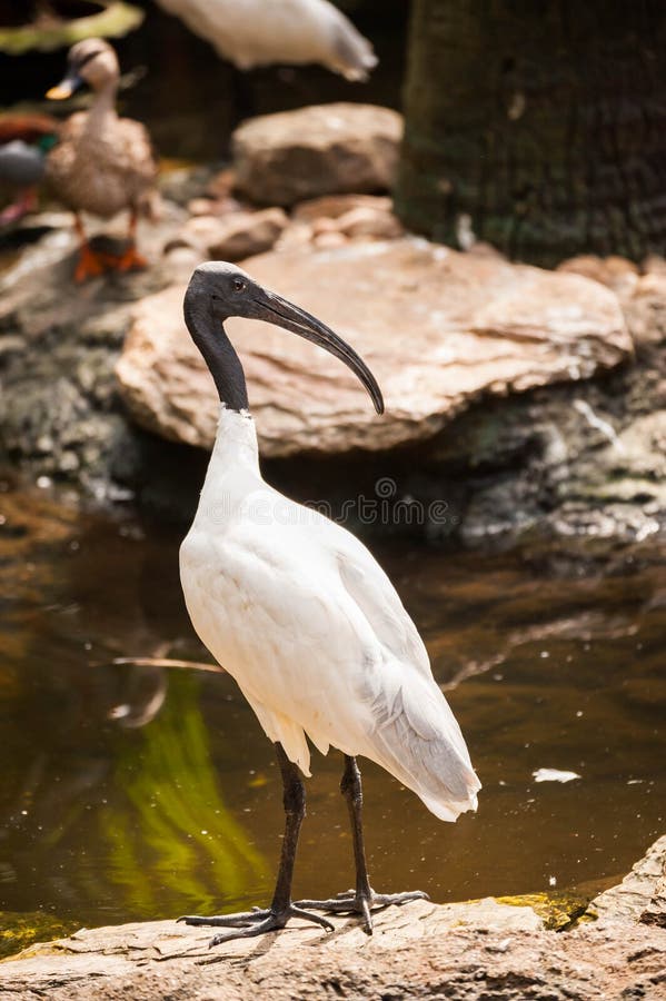 Uccello Bianco (ibis Australiano Della Testa Del Nero) Fotografia Stock ...