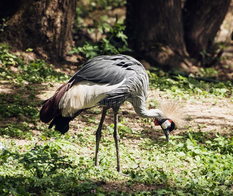 Uccello crestato della gru fotografia stock. Immagine di wildlife ...