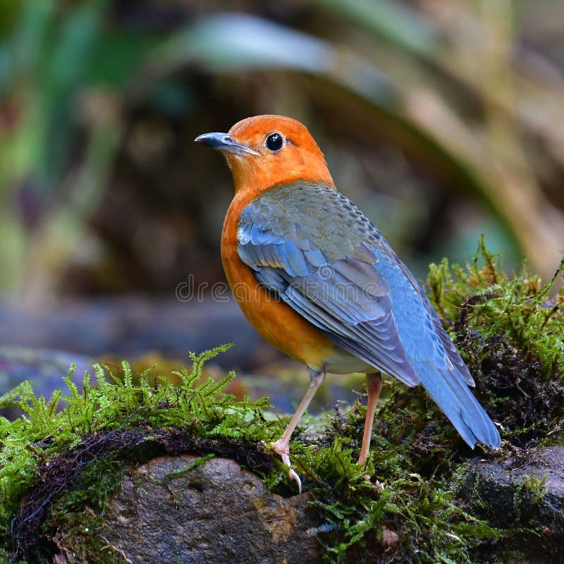 Uccello Dalla Testa Arancio Del Tordo Fotografia Stock - Immagine di ...