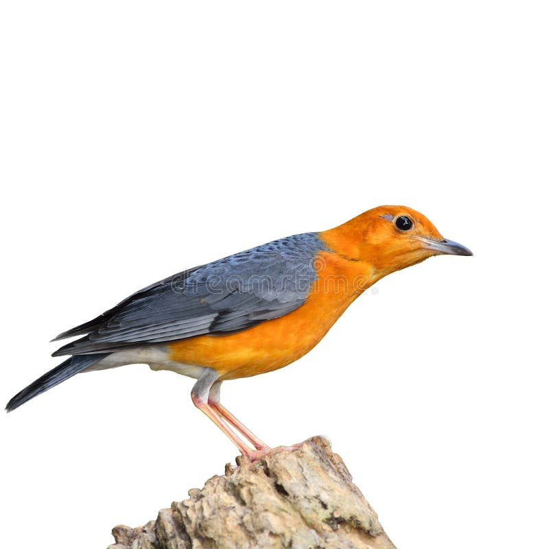 Uccello Dalla Testa Arancio Del Tordo Fotografia Stock - Immagine di ...