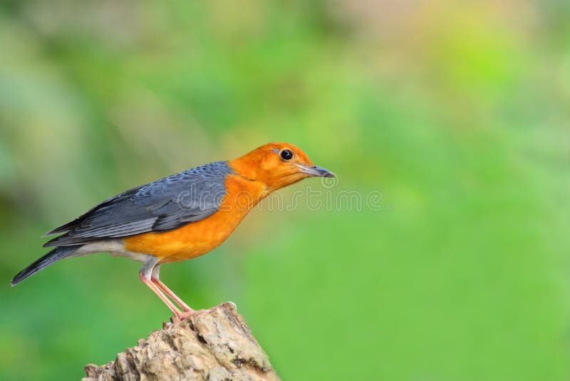 Uccello Dalla Testa Arancio Del Tordo Fotografia Stock - Immagine di ...