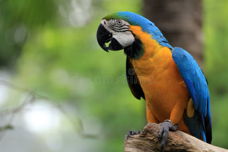 Ararauna Dell'ara Dell'uccello E Ara Rossa Che Mangiano, Ara Blu E ...