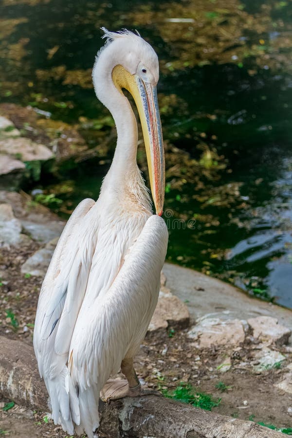 Un Grande Uccello Del Pellicano Bianco In Uno Stagno Fotografia Stock ...