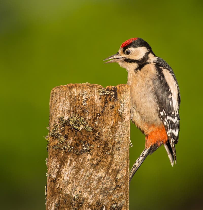 L'uccello Macchiato Eggs In Una Nido-primavera O In Una Decorazione Di ...