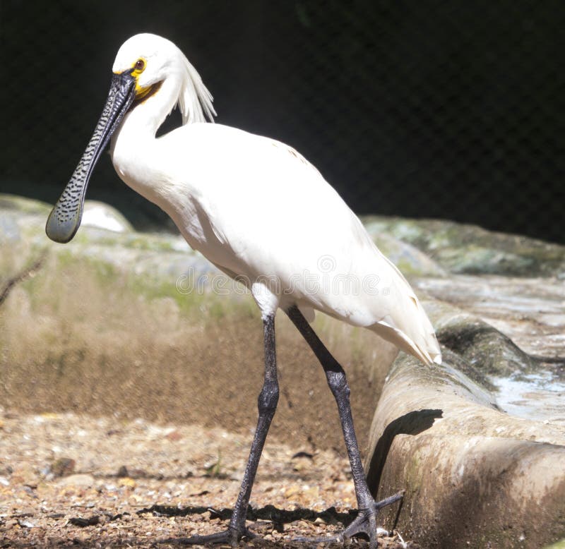Uccello dell'ibis - 2 immagine stock. Immagine di uccello - 64115591