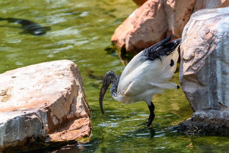 Uccello Dell'ibis Sacro Dell'Africano Immagine Stock - Immagine di ...