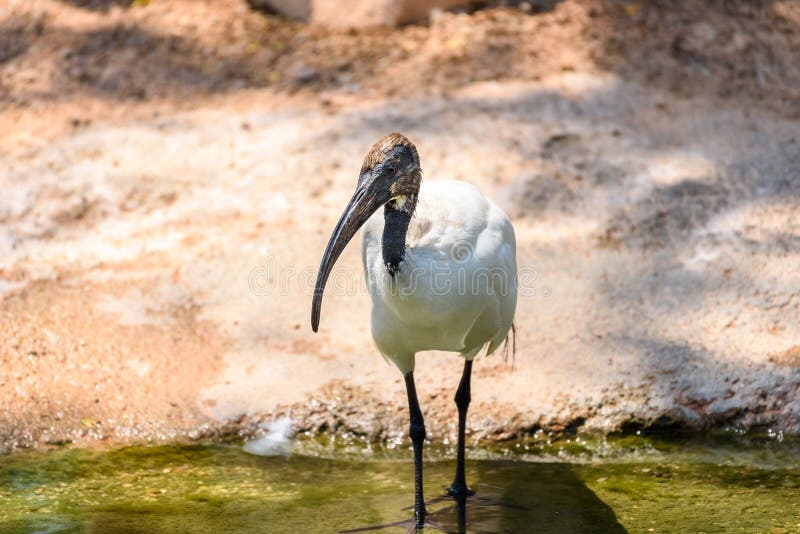 Uccello Dell'ibis Sacro Dell'Africano Fotografia Stock - Immagine di ...